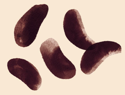 Haricots Noirs Bio - Prosain